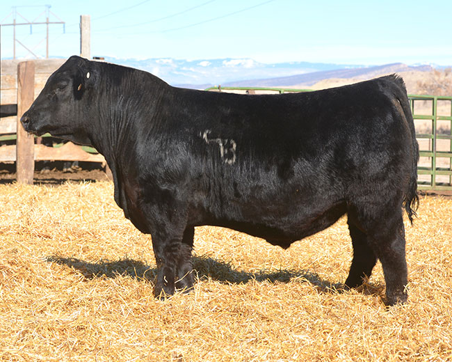 Lazy JB Angus | Montrose, CO