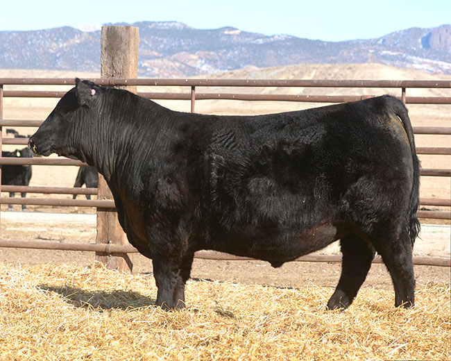 Lazy JB Angus | Montrose, CO