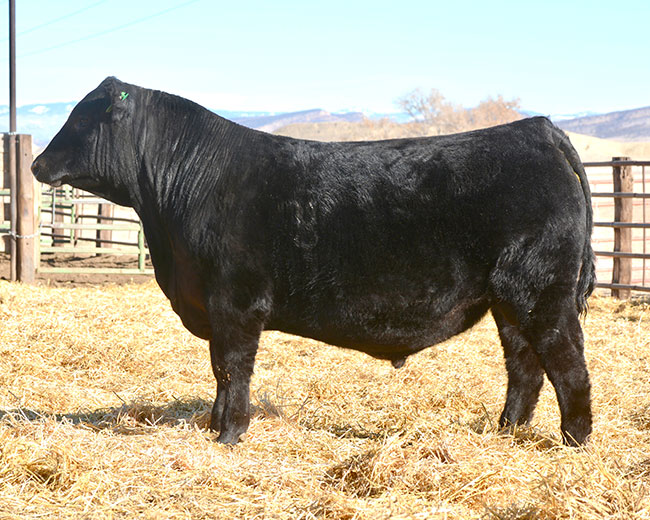 Lazy JB Angus | Montrose, CO