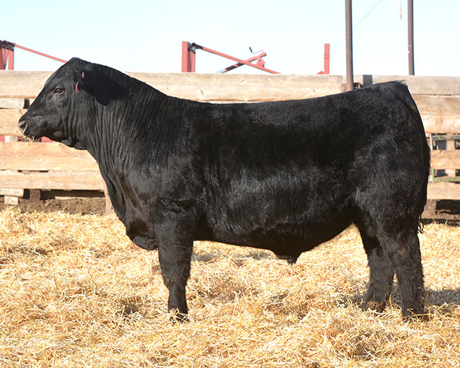 Lazy JB Angus | Montrose, CO