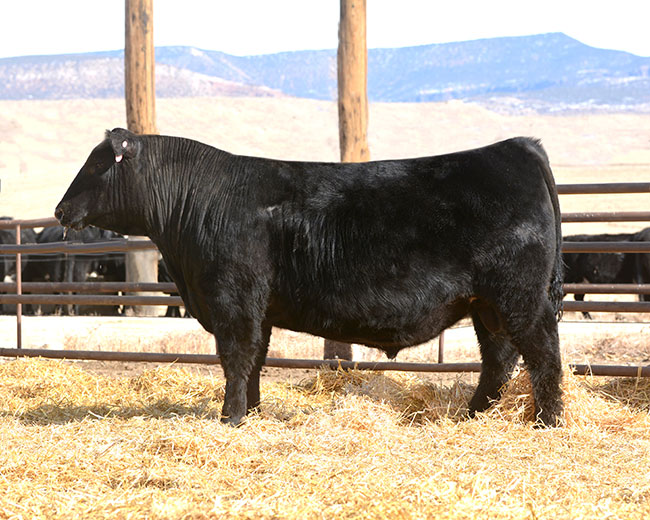 Lazy JB Angus | Montrose, CO