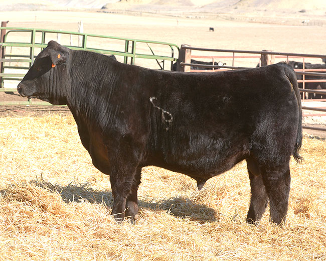 Lazy JB Angus | Montrose, CO