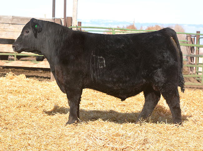 Lazy JB Angus | Montrose, CO