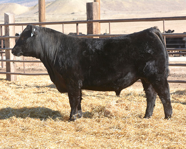 Lazy JB Angus | Montrose, CO