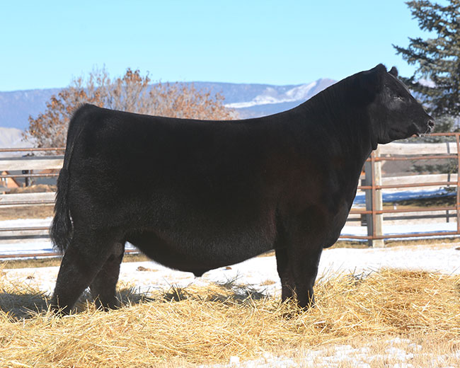 Lazy JB Angus | Montrose, CO
