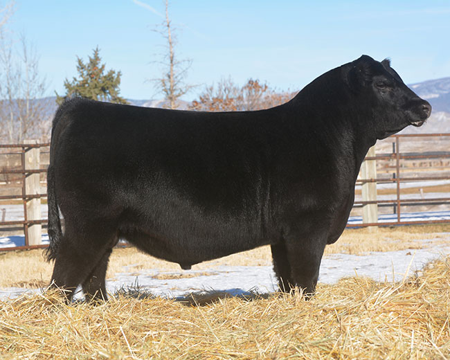 Lazy JB Angus | Montrose, CO