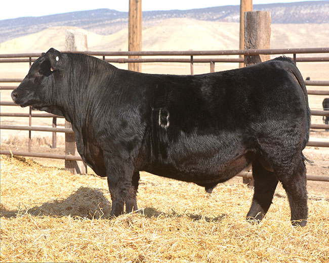 Lazy JB Angus | Montrose, CO